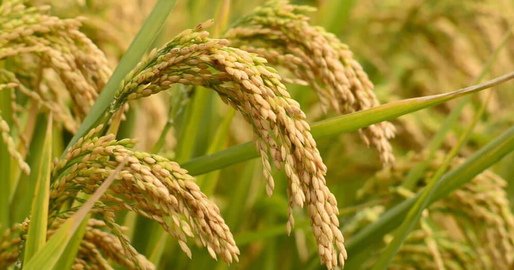 Paddy production increased by 4.33% this year – Public Service ...