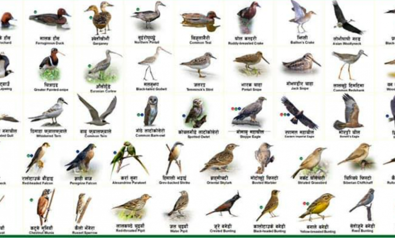 84 bird species spotted along the Manohara river bank – Public Service ...
