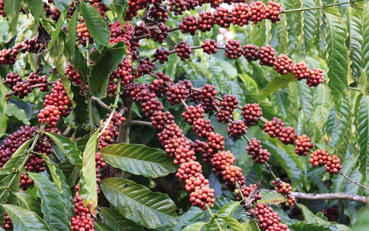 International demand for Nepali tea, and coffee on the rise – Public ...