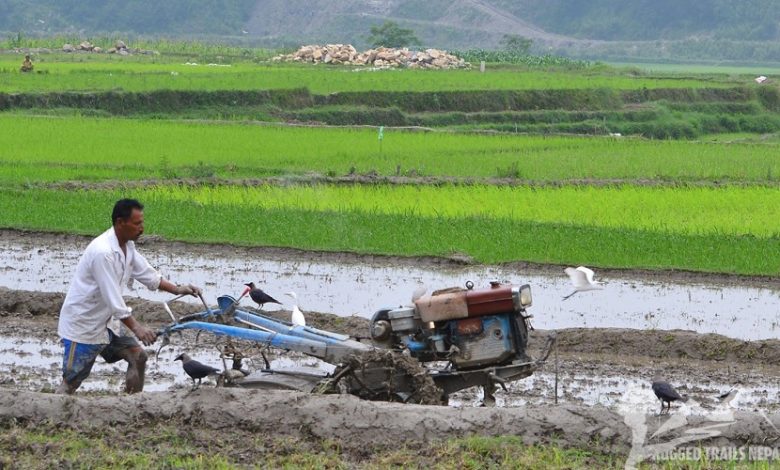 Farmers yearn for hassle-free harvest, plantation – Public Service ...
