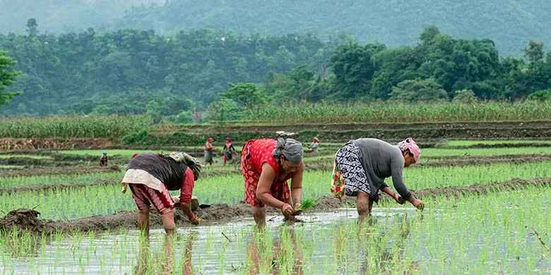 79% paddy transplantation completed so far this year – Public Service ...