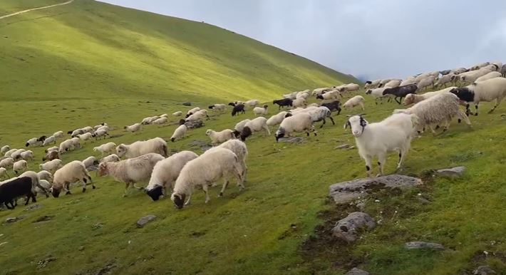 Jumla trades sheep, goats worth Rs 100 million – Public Service ...