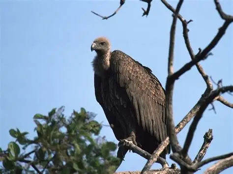 Gulmi’s Resunga and Madane forest areas: Key habitats for rare birds ...